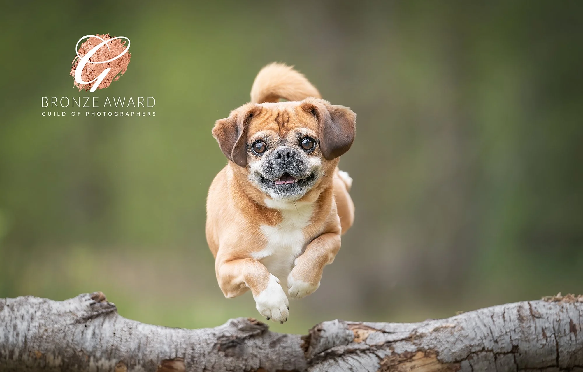 Dog photography Showcase Gallery — Nigel Wallace Dog Photography