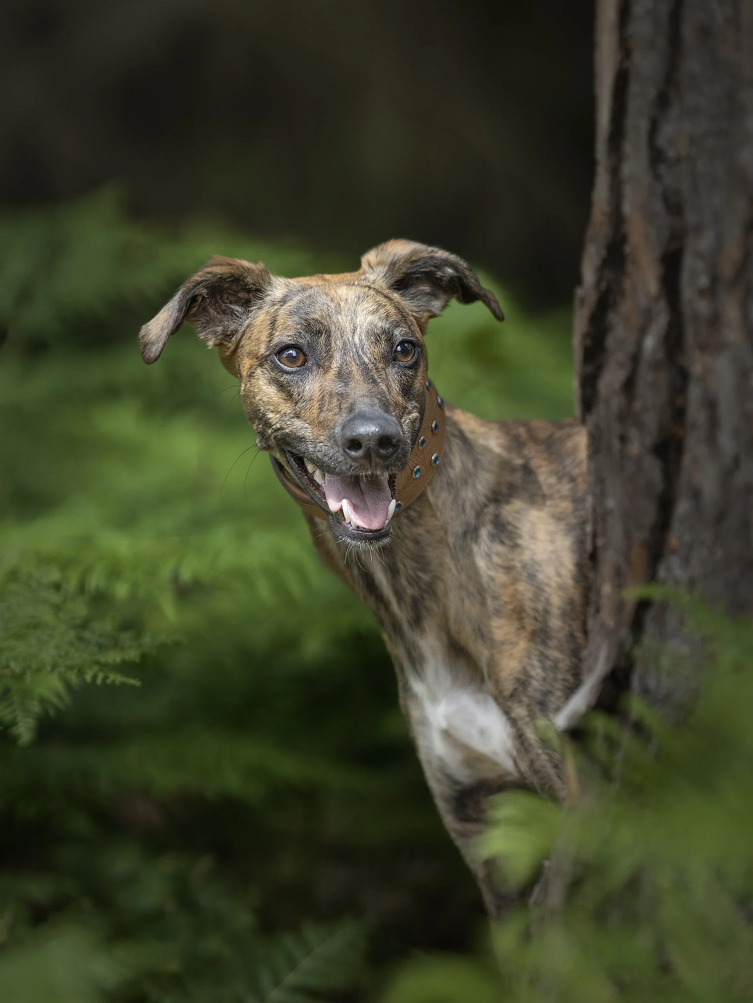 Dog photography Showcase Gallery — Nigel Wallace Dog Photography