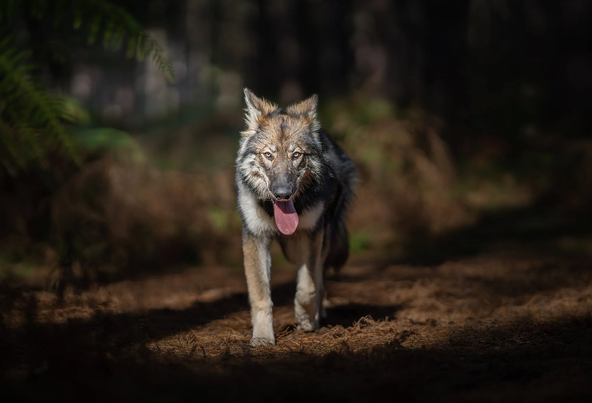 Dog photography Showcase Gallery — Nigel Wallace Dog Photography