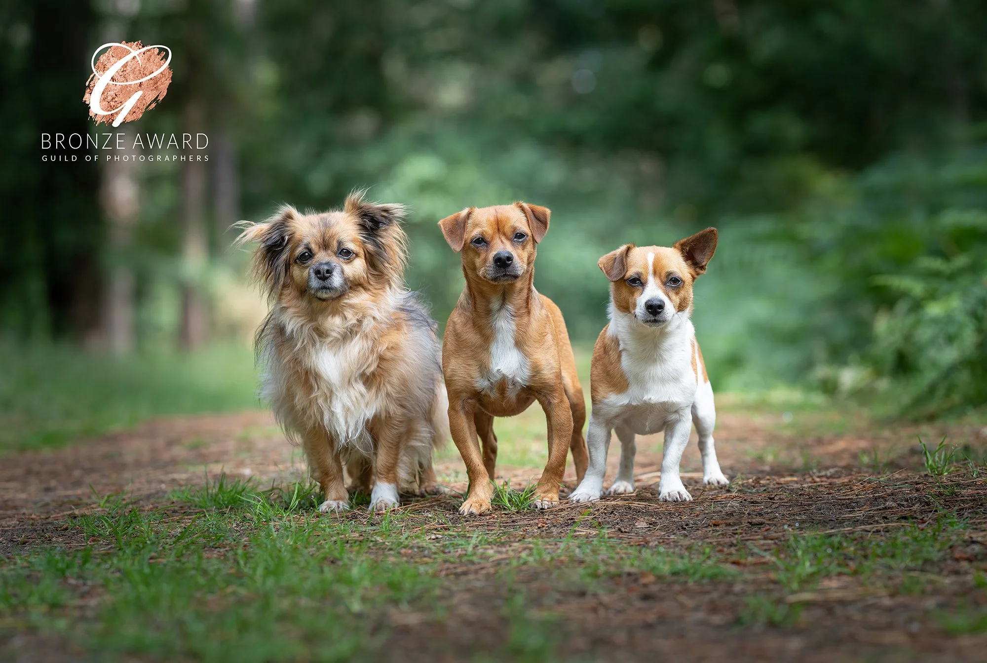 Dog photography Showcase Gallery — Nigel Wallace Dog Photography