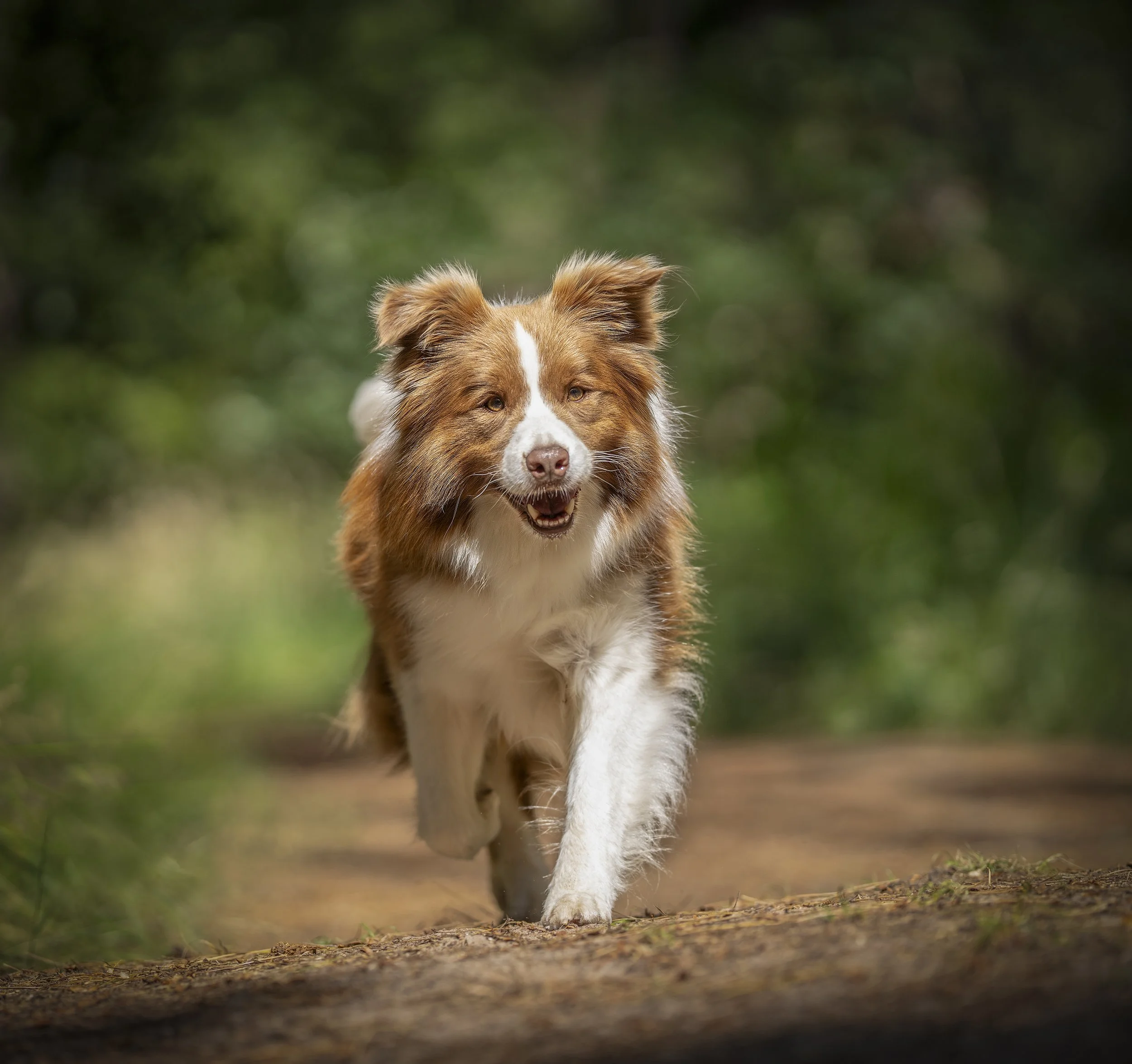 Nigel Wallace Dog Photography - Passionate about dog and pet photography