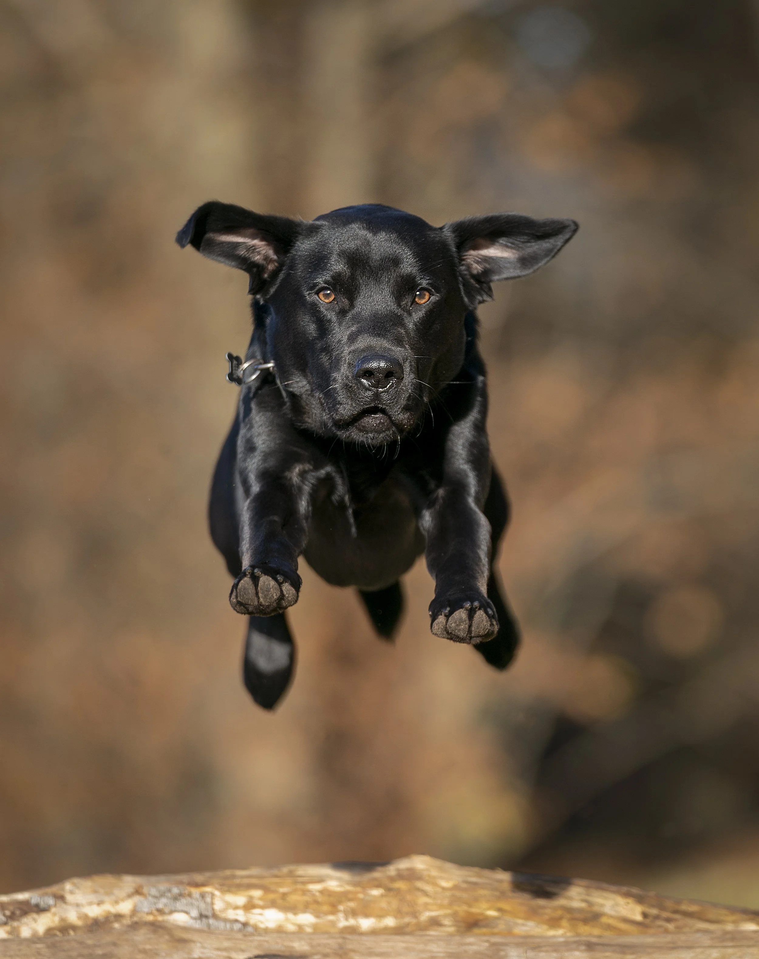 Nigel Wallace Dog Photography - Passionate about dog and pet photography