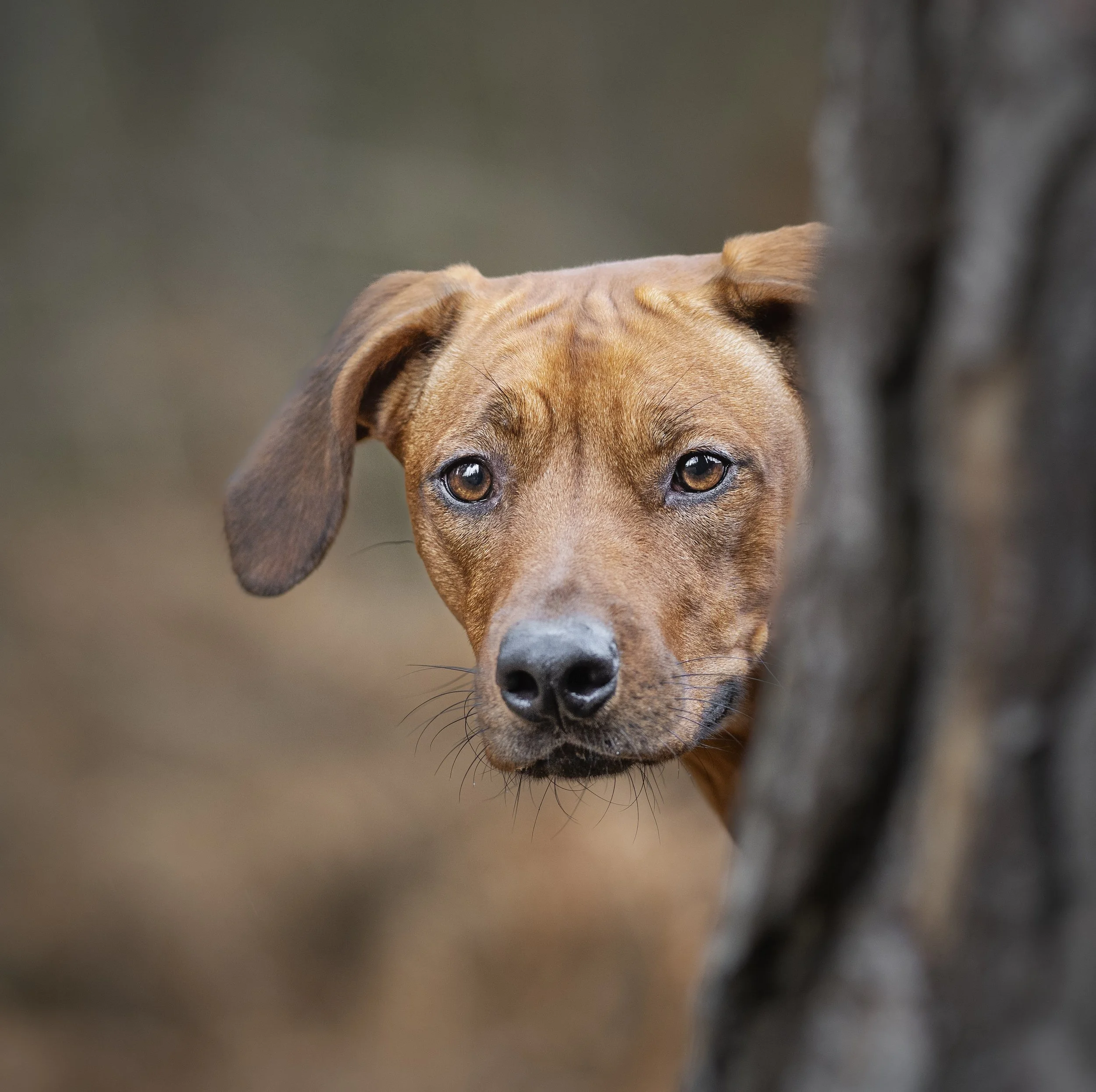 Nigel Wallace Dog Photography - Passionate about dog and pet photography