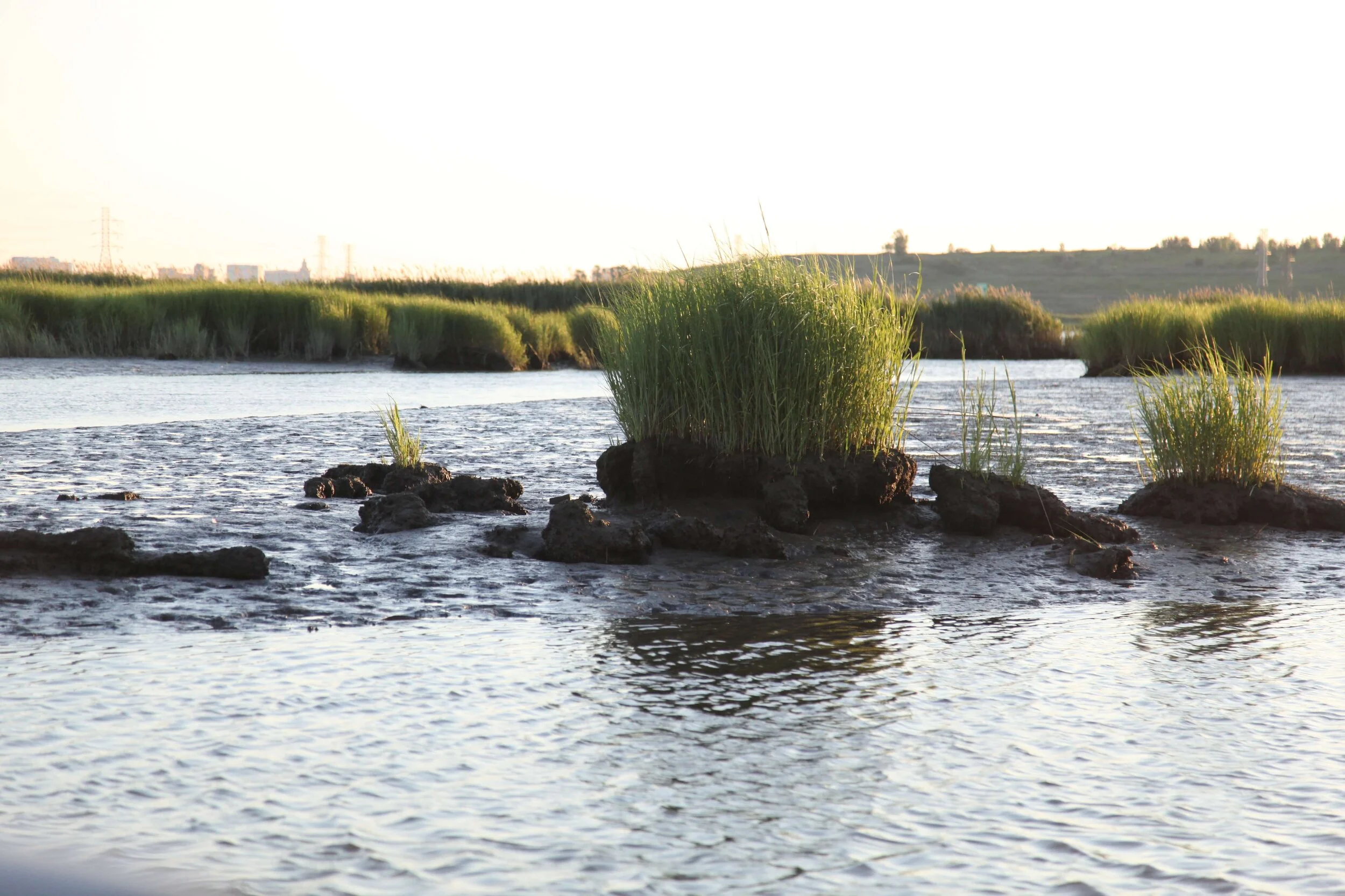 Tidelines — Hackensack Riverkeeper