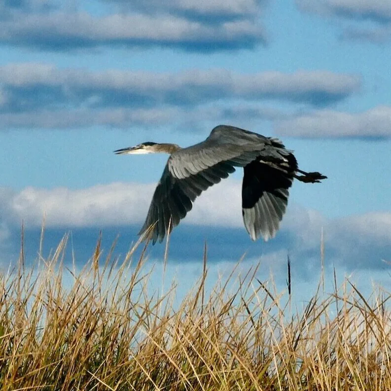 More Ways to Give — Hackensack Riverkeeper
