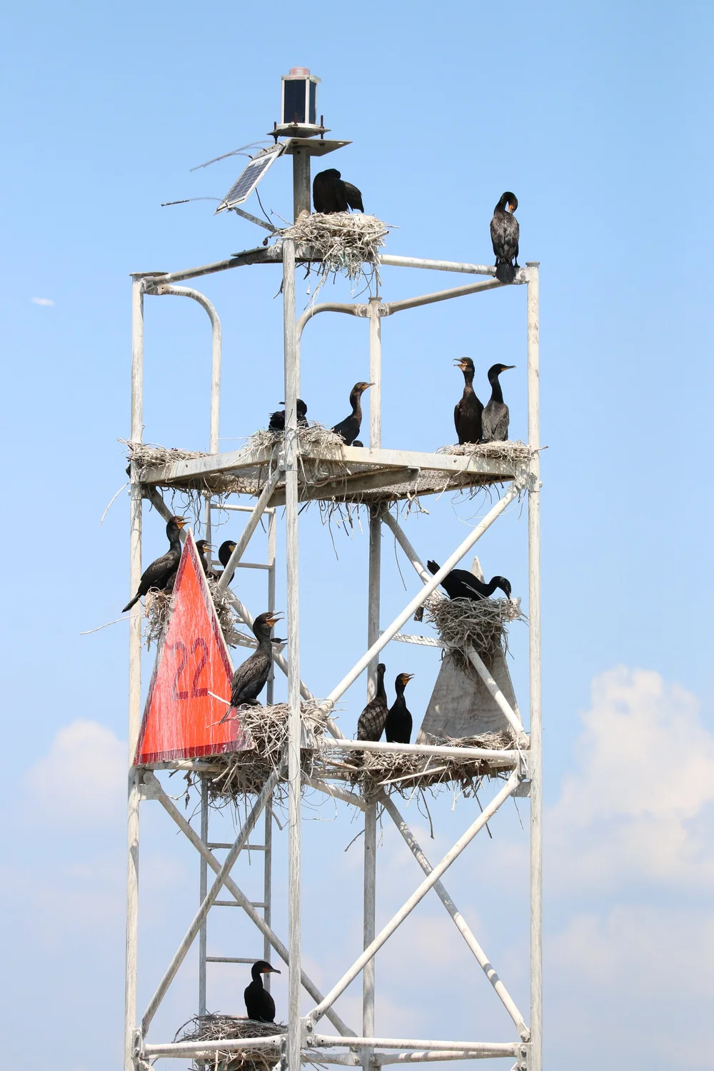 Watershed Wildlife Gallery — Hackensack Riverkeeper