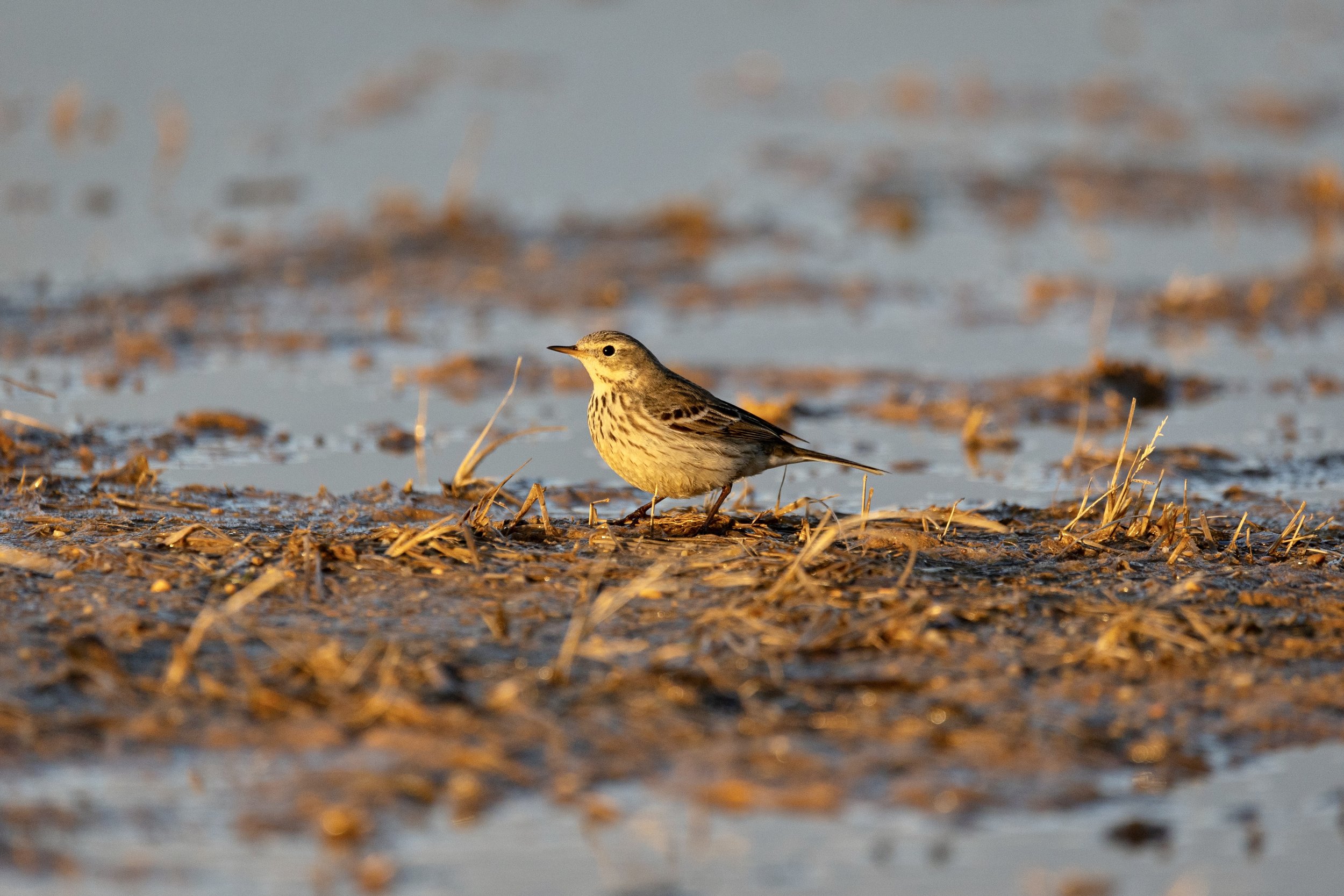 Watershed Wildlife Gallery — Hackensack Riverkeeper