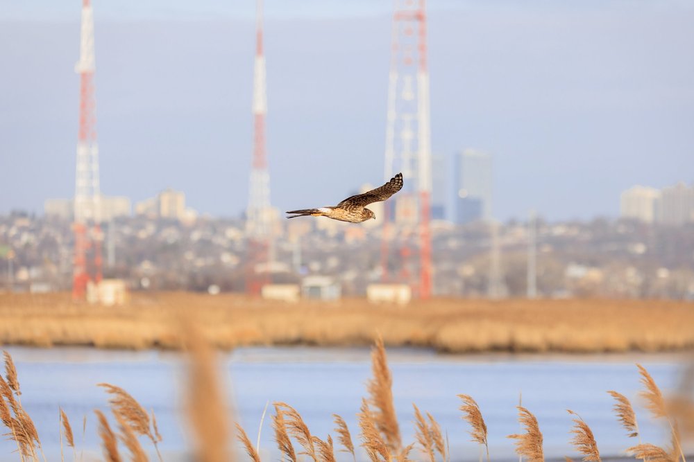 Watershed Wildlife Gallery — Hackensack Riverkeeper