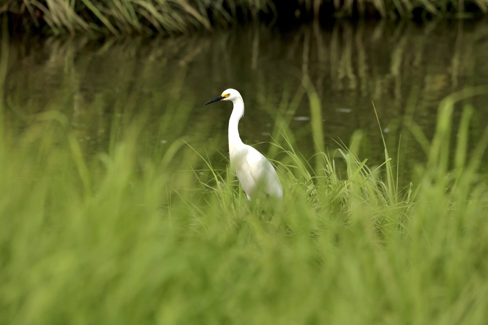 Watershed Wildlife Gallery — Hackensack Riverkeeper