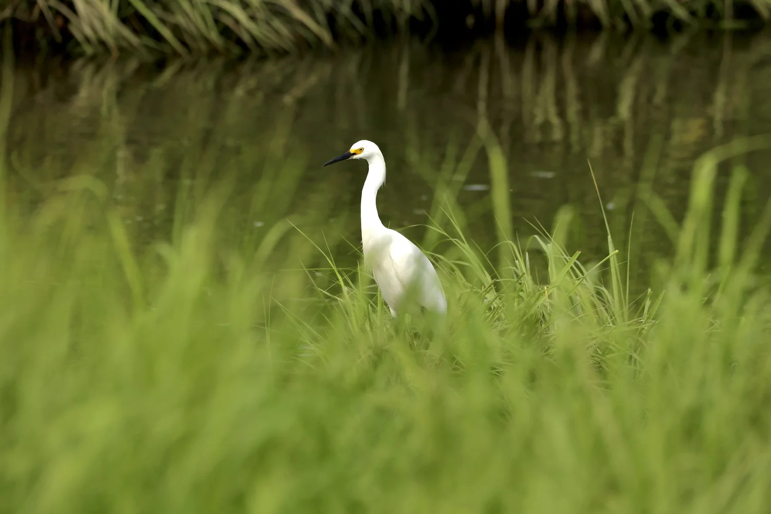 Watershed Wildlife Gallery — Hackensack Riverkeeper
