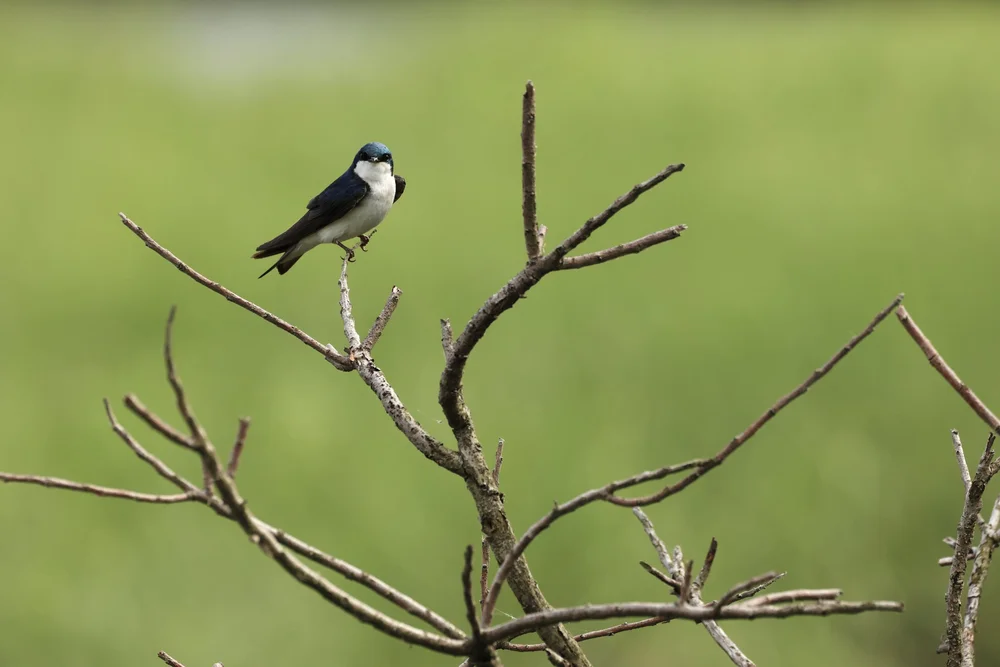 Watershed Wildlife Gallery — Hackensack Riverkeeper