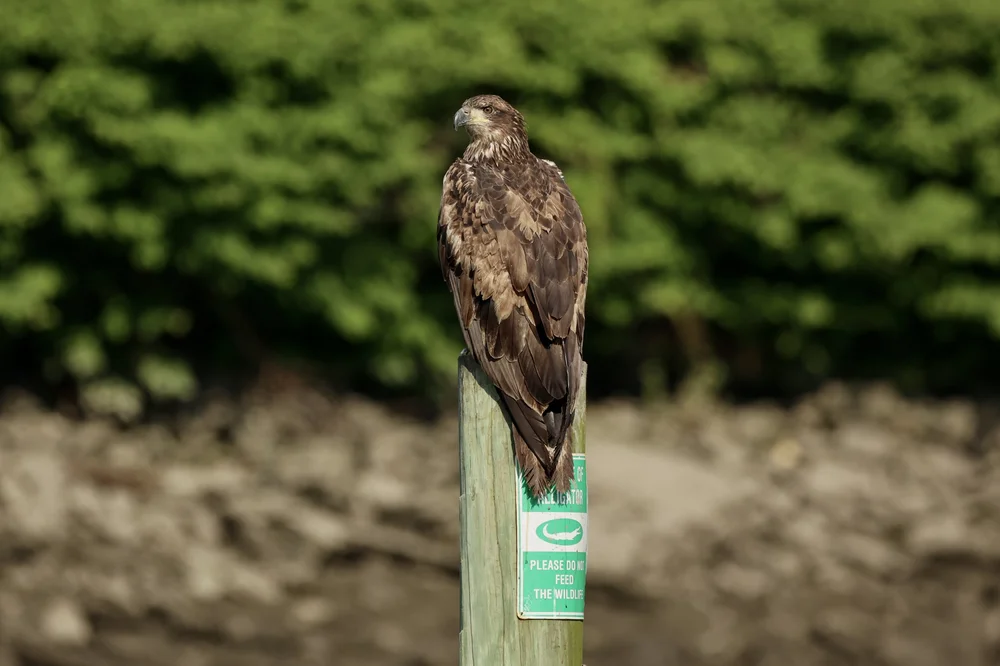 Watershed Wildlife Gallery — Hackensack Riverkeeper