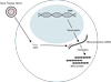 An Introduction to Gene Therapy — STXBP1 Foundation