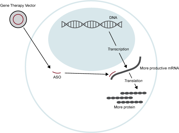 An Introduction to Gene Therapy — STXBP1 Foundation