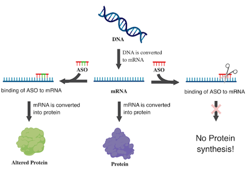 Therapy Approaches for STXBP1 Disorder — STXBP1 Foundation