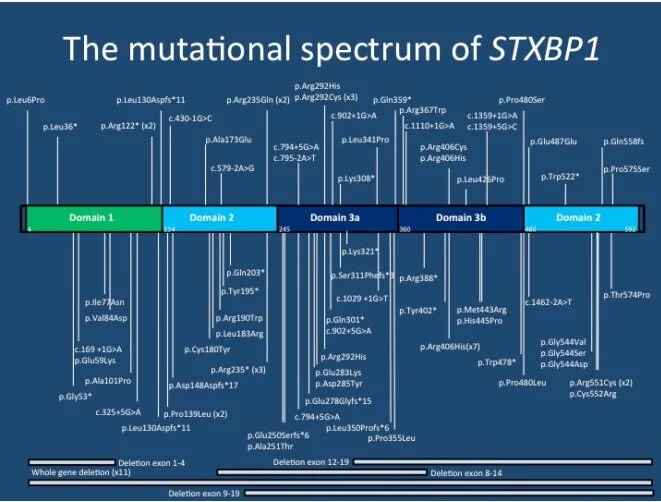 What is STXBP1? — STXBP1 Foundation