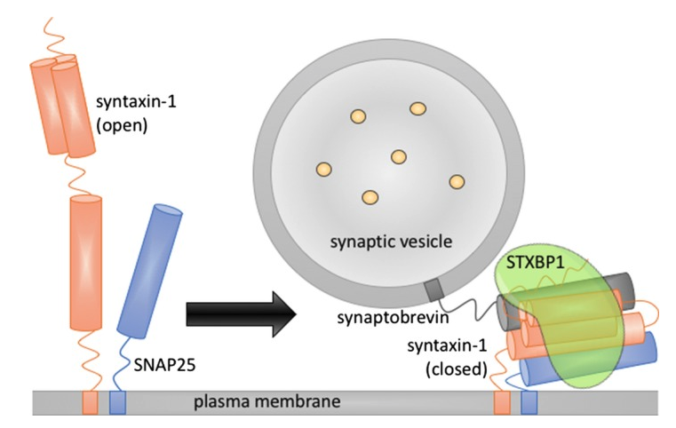 What is STXBP1? — STXBP1 Foundation