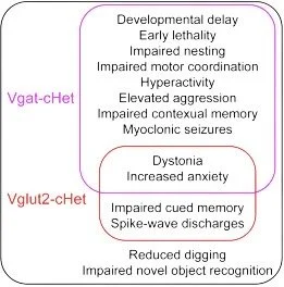 The Distinct Roles of Glutamatergic and GABAergic Neurons in STXBP1 ...