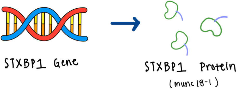 Chemical Chaperone Therapies for STXBP1 — STXBP1 Foundation