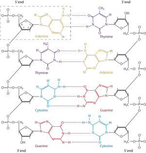 Scientific Director's Corner: Genes are the Blueprints for Making ...