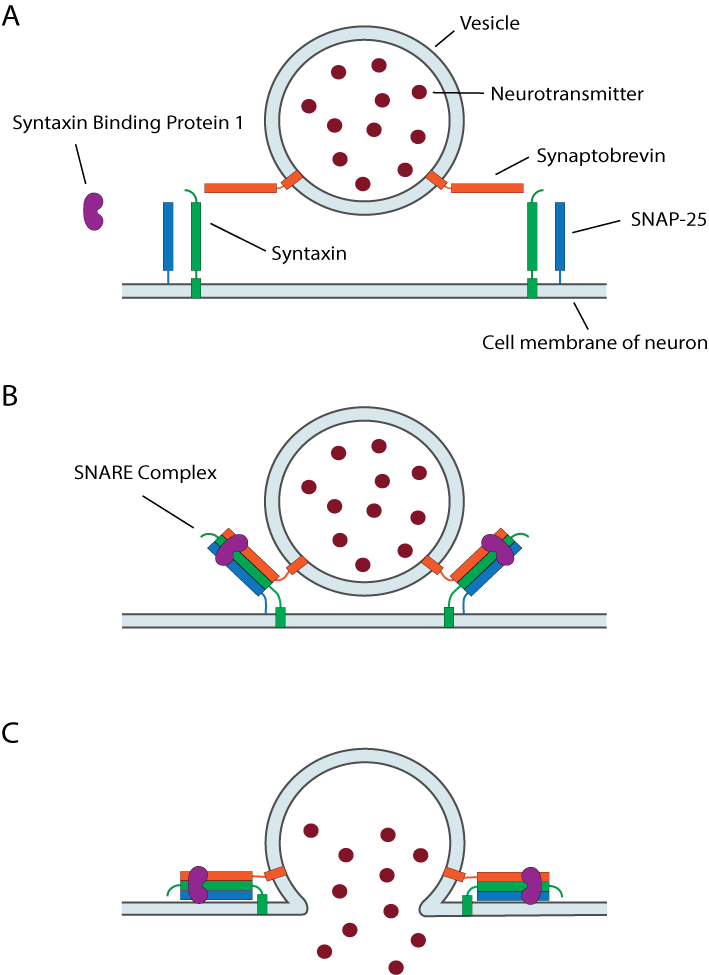 How Are We Going to Treat STXBP1 Disorders? — STXBP1 Foundation