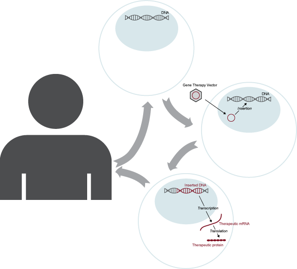 An Introduction to Gene Therapy — STXBP1 Foundation