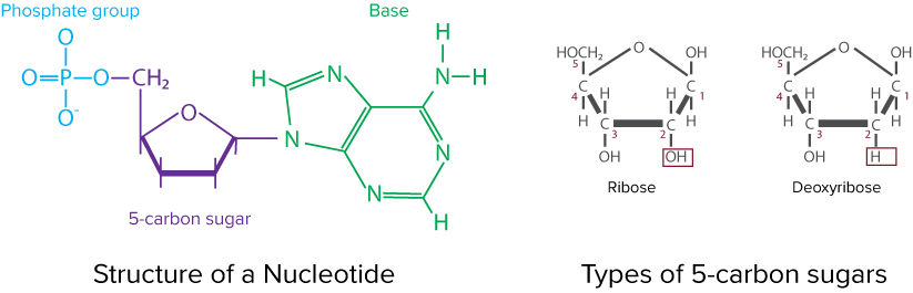 Scientific Director's Corner: Genes are the Blueprints for Making ...