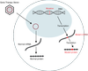 An Introduction to Gene Therapy — STXBP1 Foundation