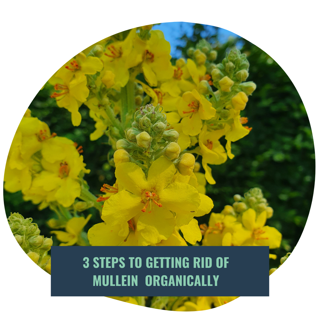 Weed Control Blog — Landganics