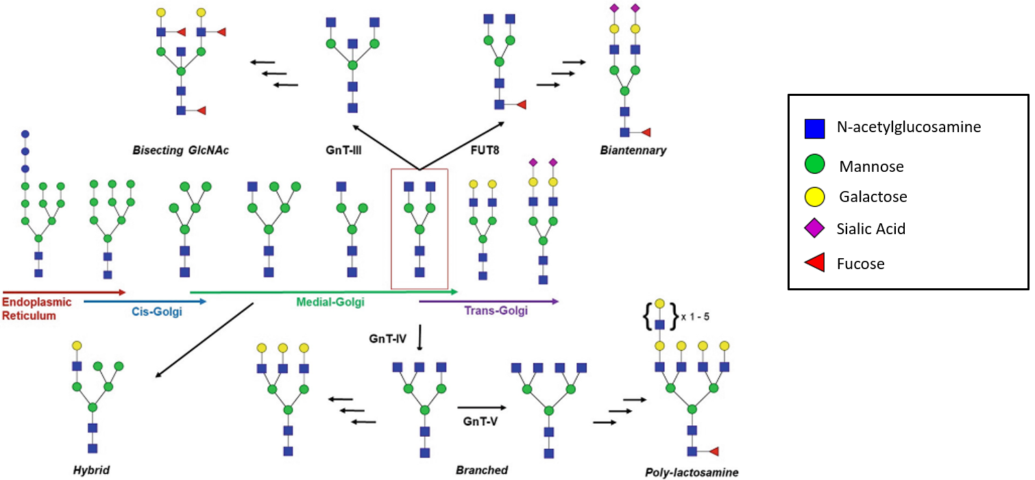 Schematic Diagram For Glycann Glycans Characterization Struc
