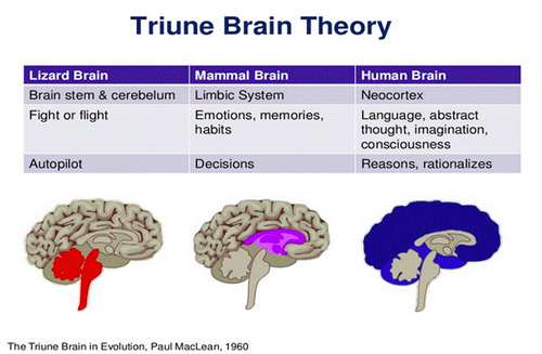 Rewiring the Traumatized, Triune (3 Part) Brain during this pandemic ...