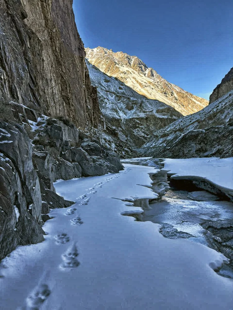 Snow Leopard — The Wander Adventures