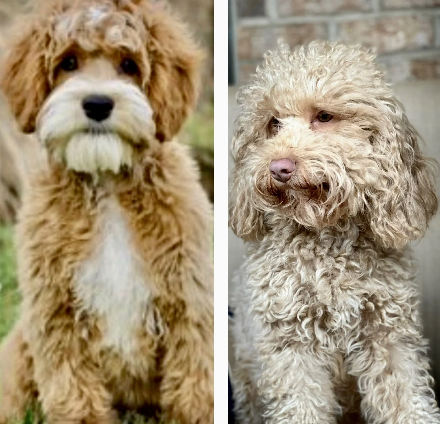 Mini Australian Labradoodles
