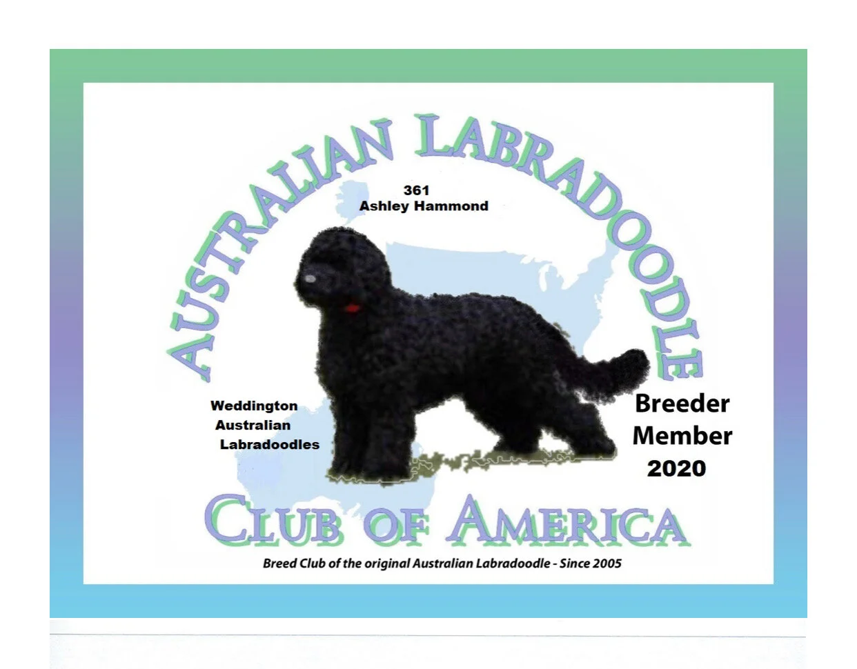 Labradoodles