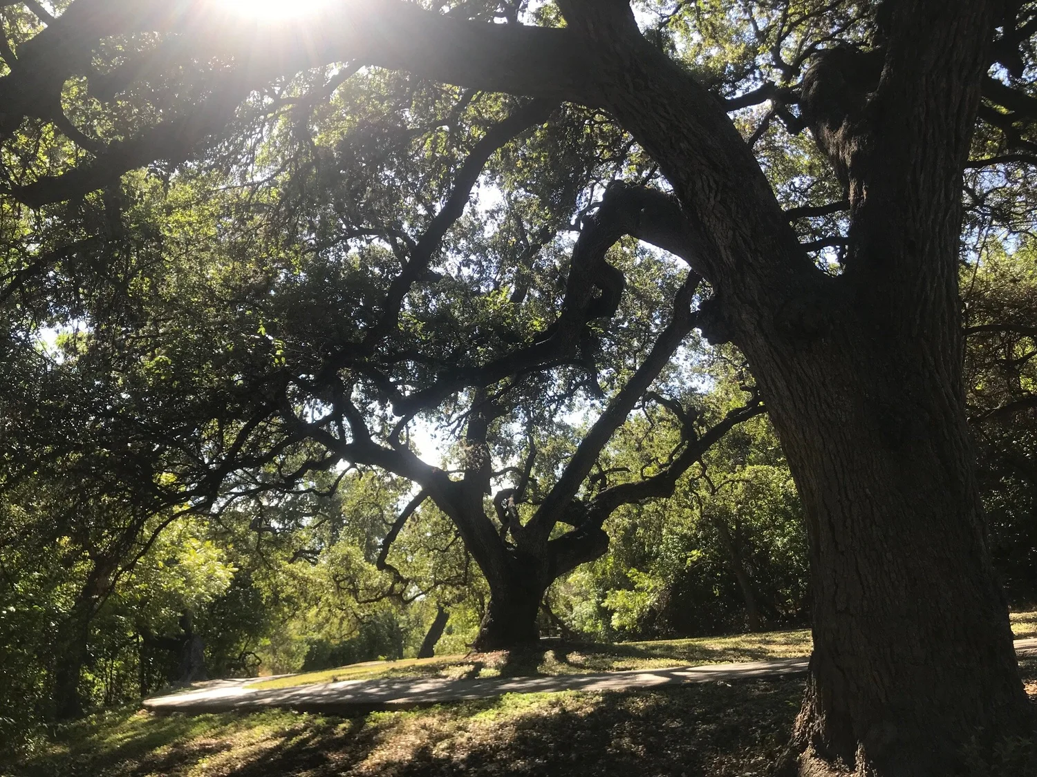 Seiders Oaks — Carolyn Hestand Kennedy