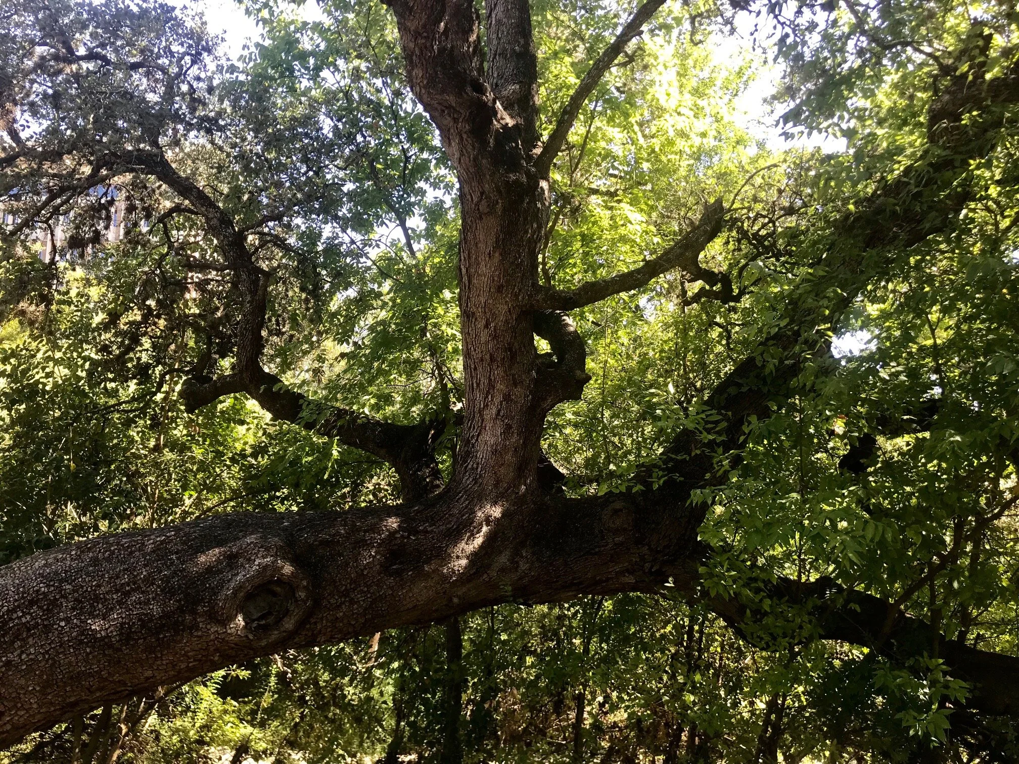 Seiders Oaks — Carolyn Hestand Kennedy