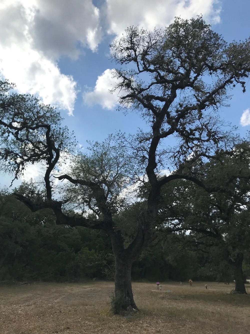 Kyle Hanging Tree — Carolyn Hestand Kennedy