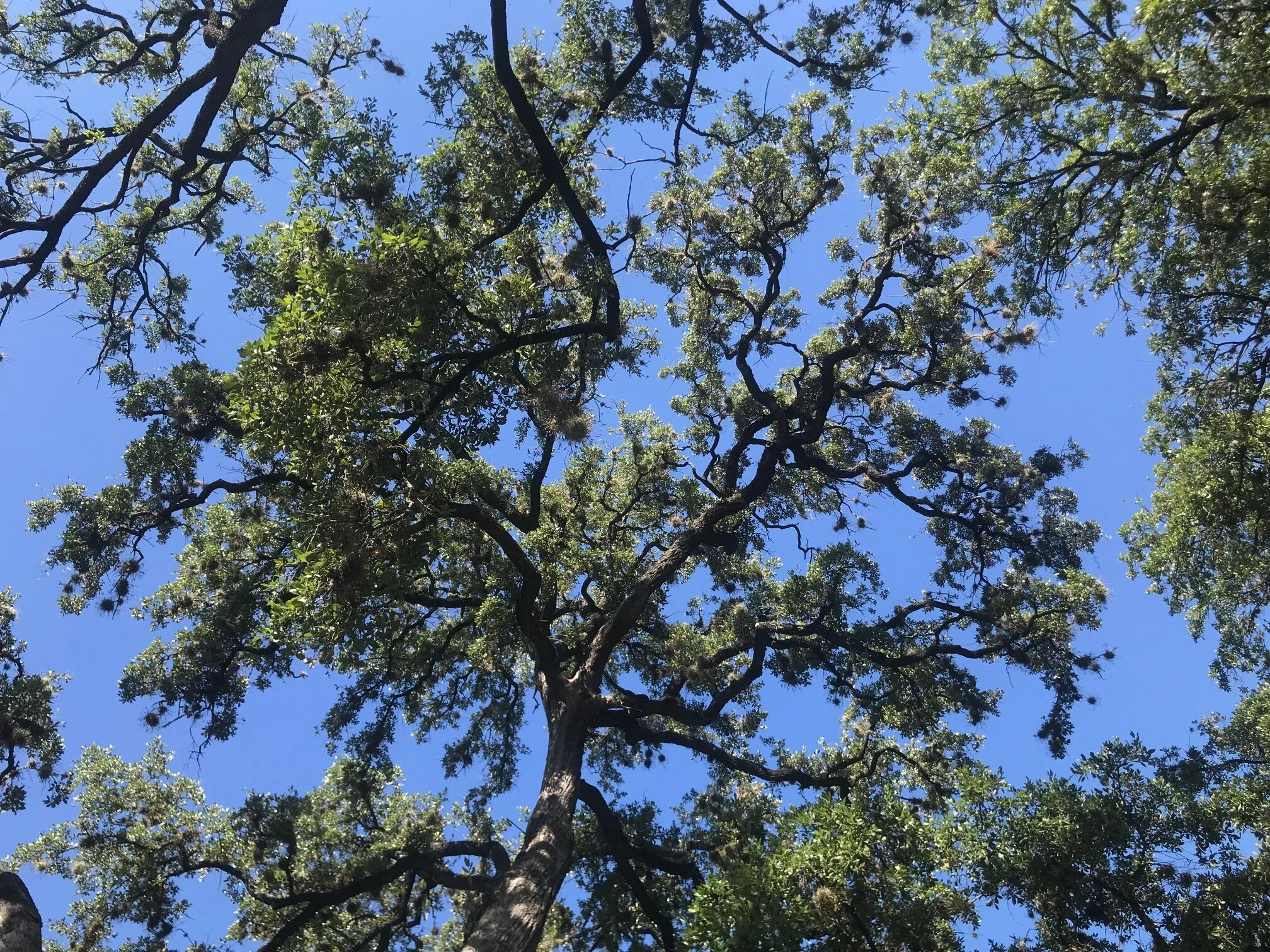 Famous Trees of Texas — Carolyn Hestand Kennedy