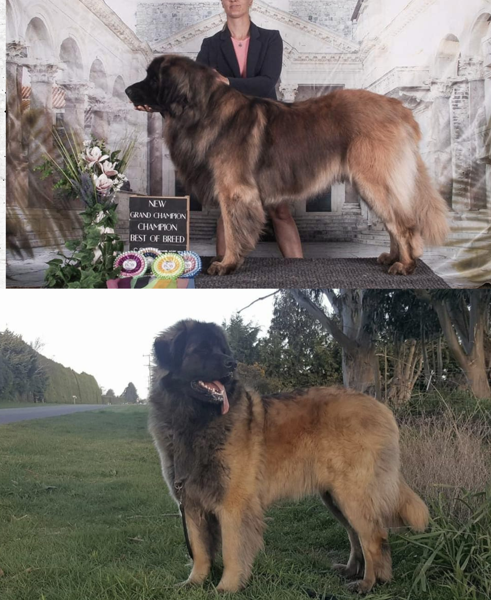 News — LEONRUA LEONBERGERS - Canterbury, New Zealand - Contact us to ...