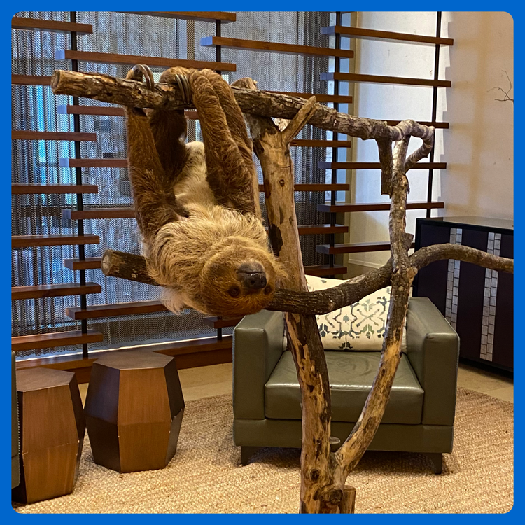 Book An Animal Encounter Today — Zoomagination