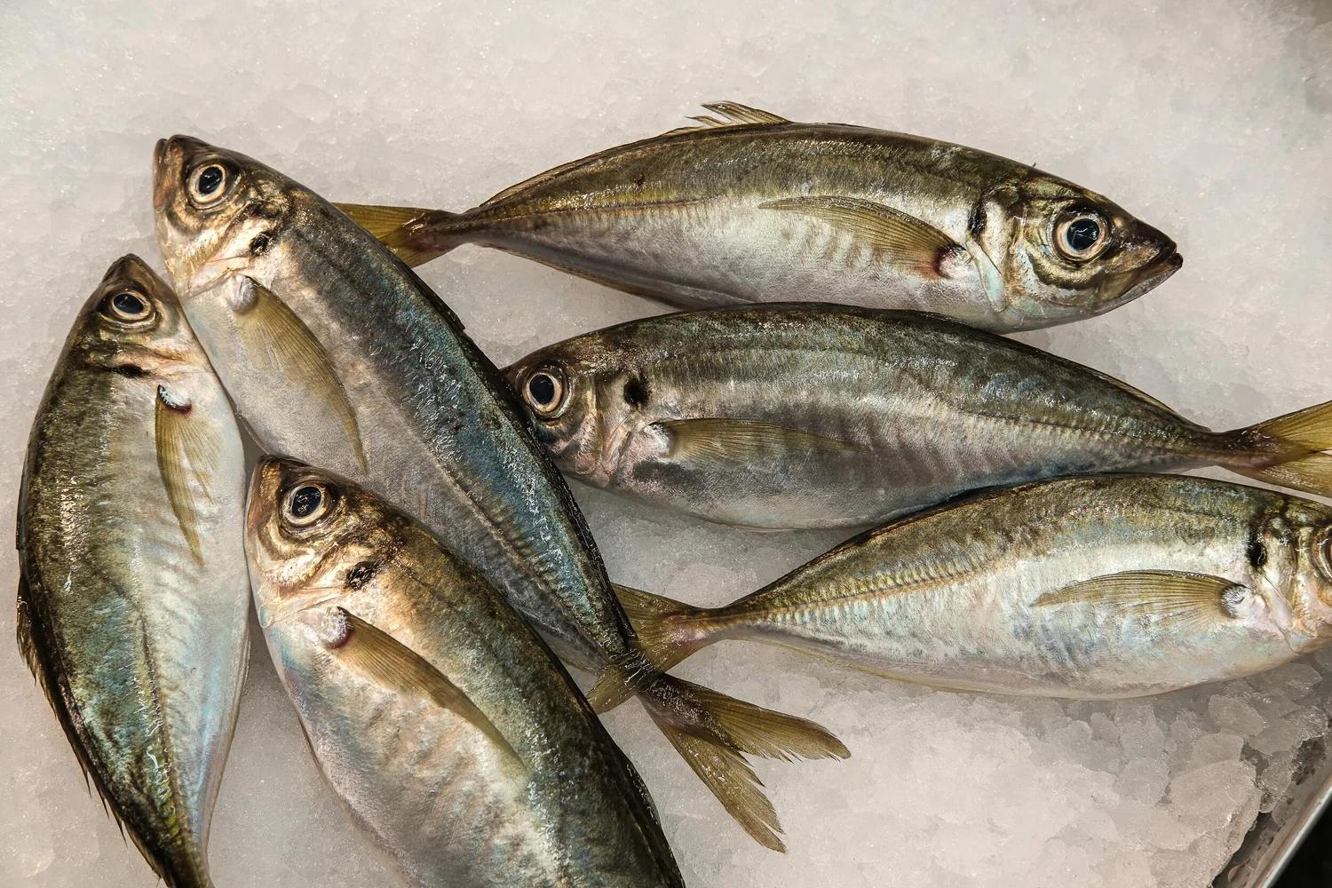 Yamamoto Fish Co