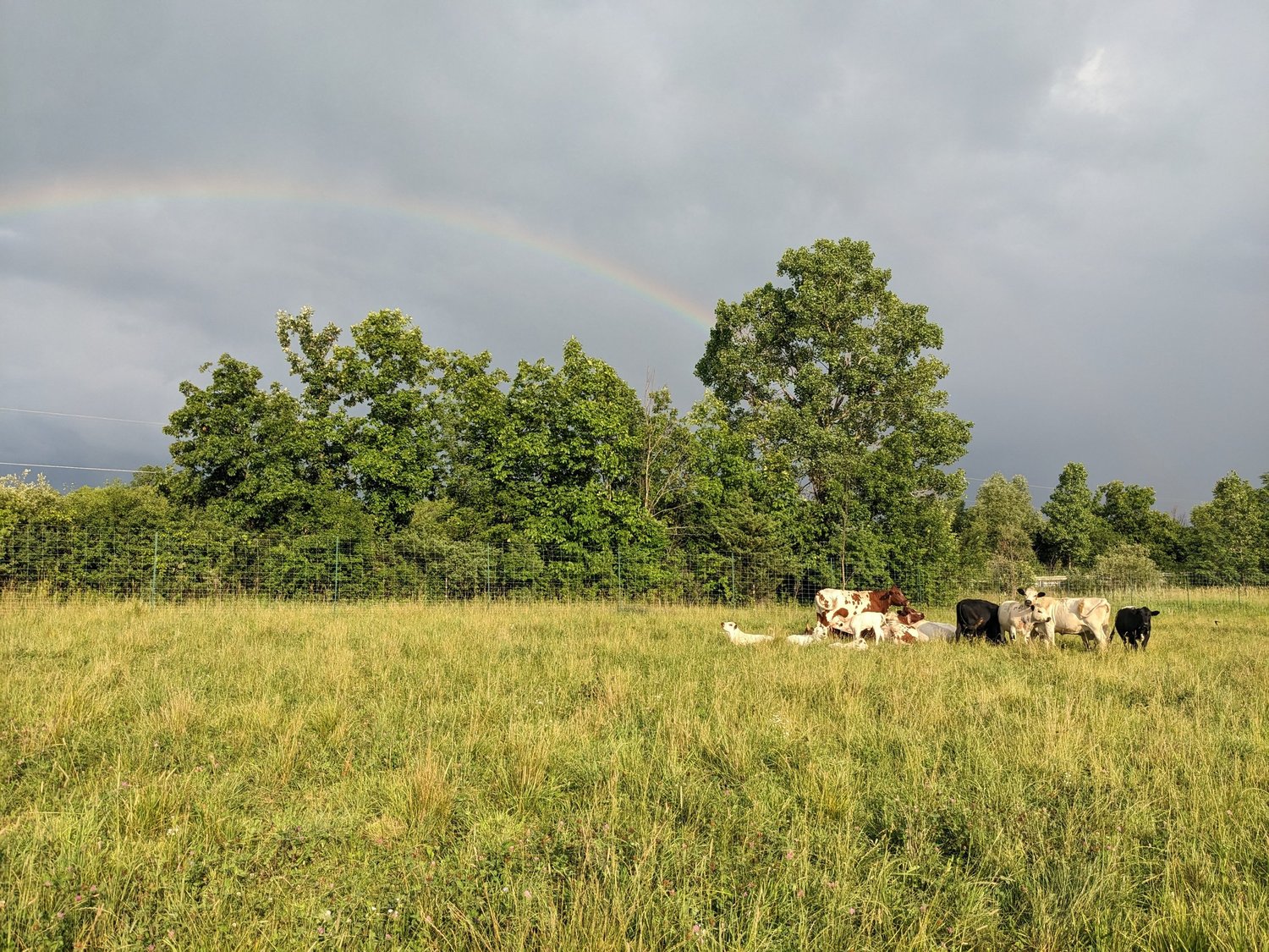 Green Things Farm Collective