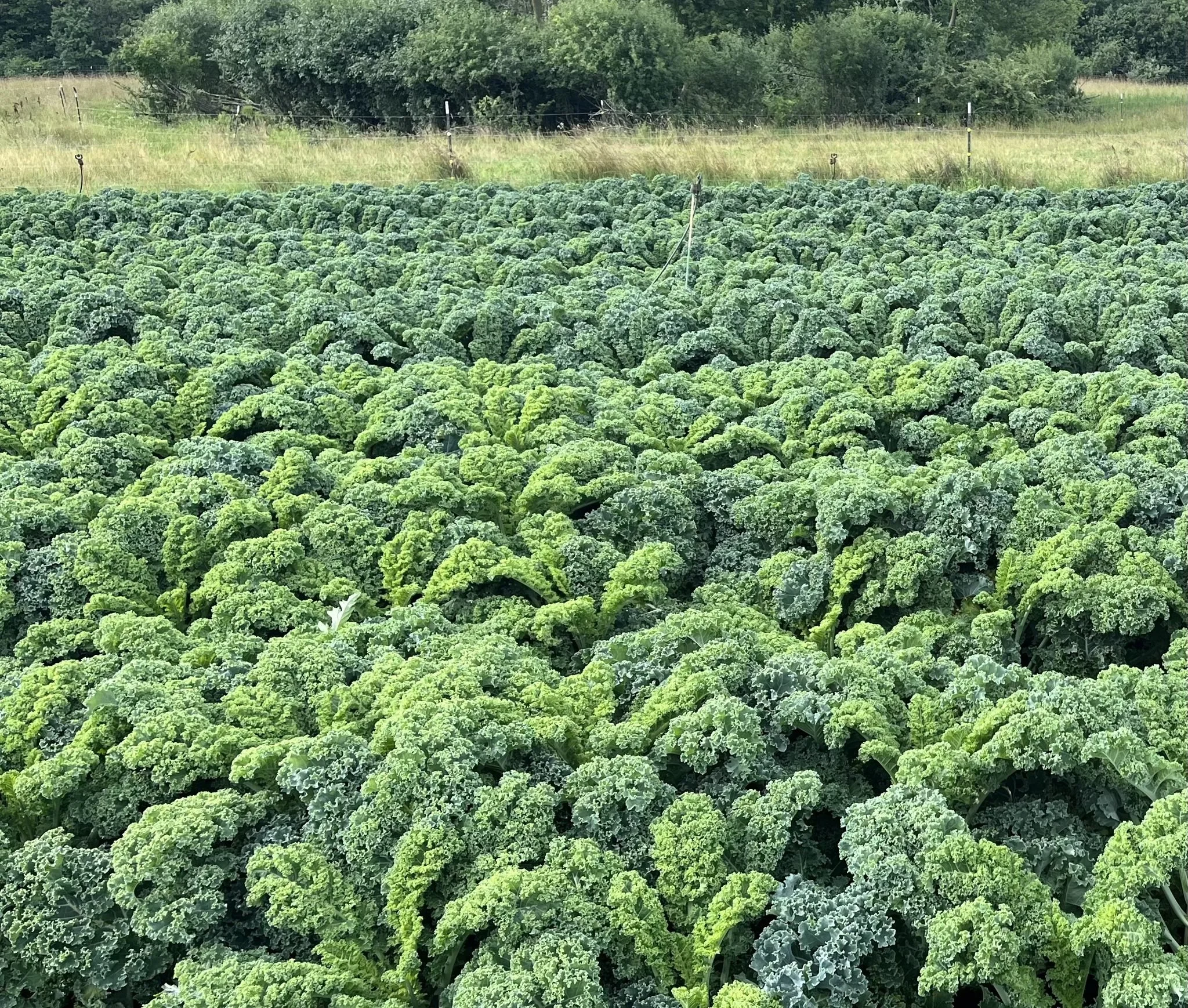 Green Things Farm Collective