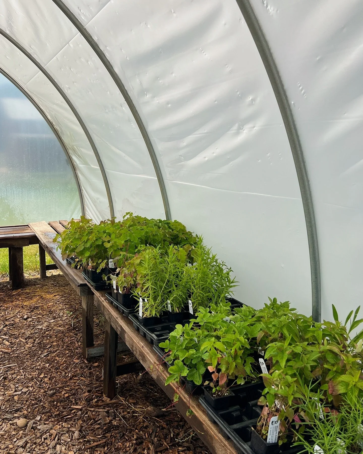 Green Things Farm Collective