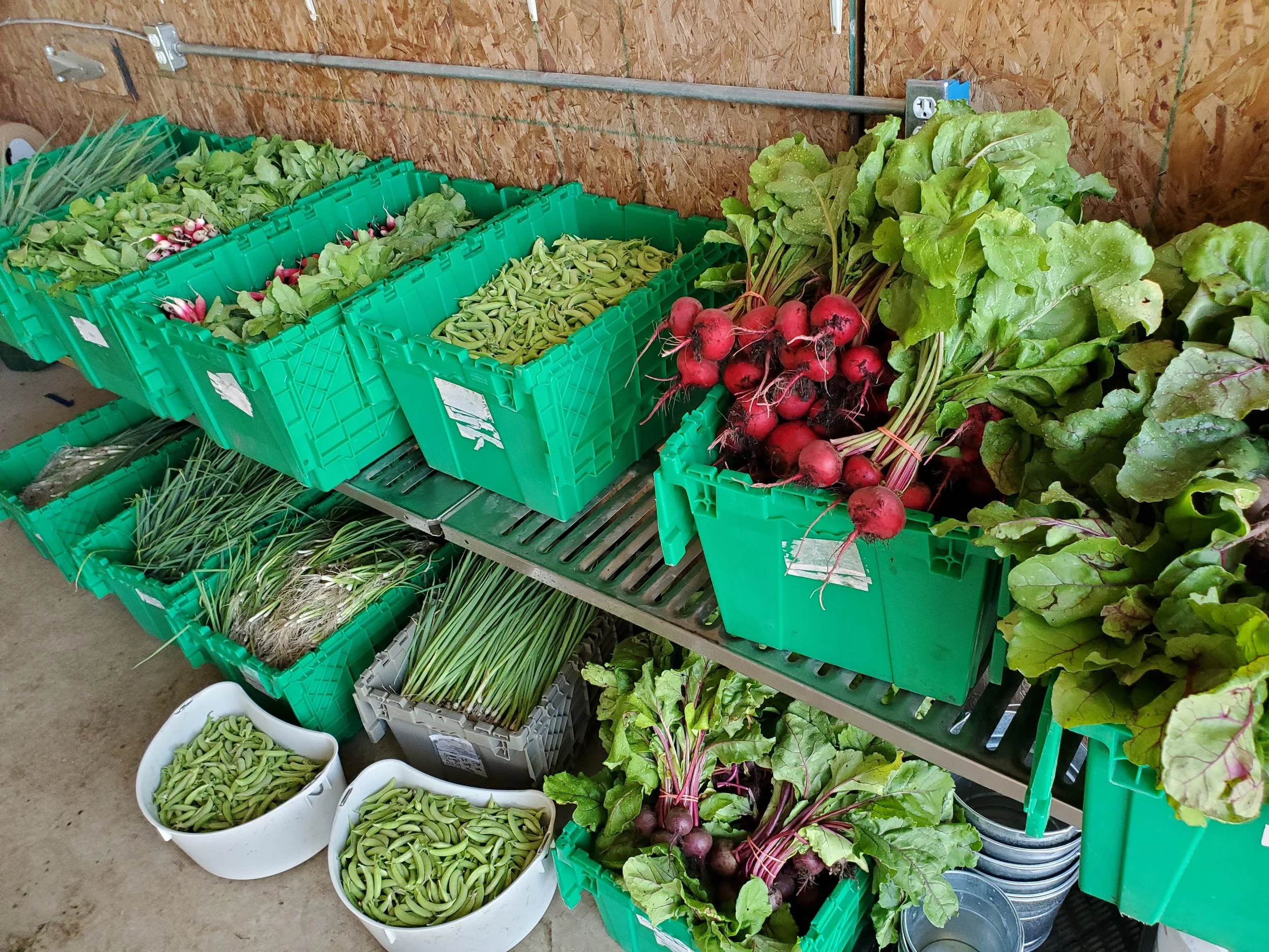 Green Things Farm Collective