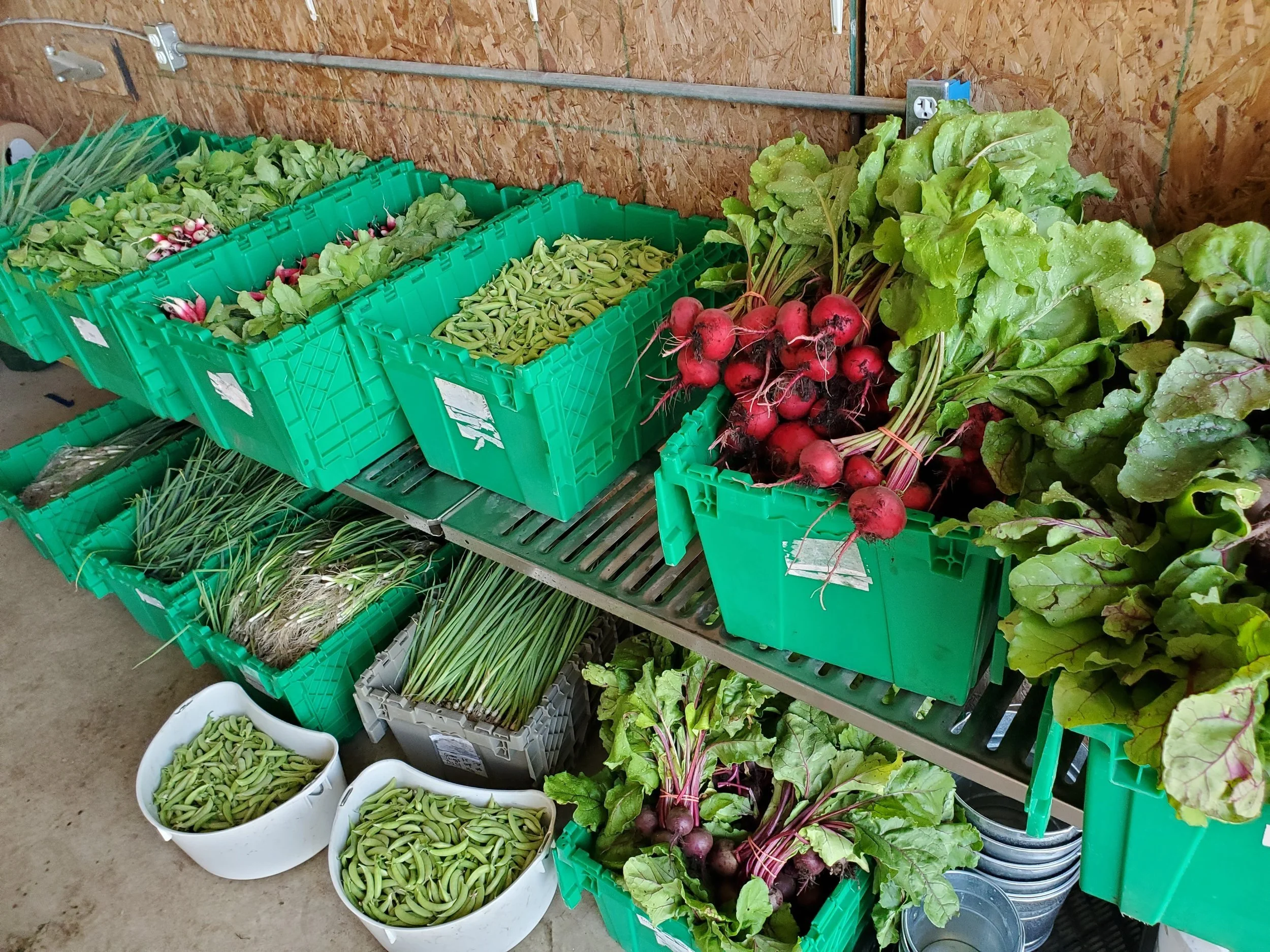 Green Things Farm Collective