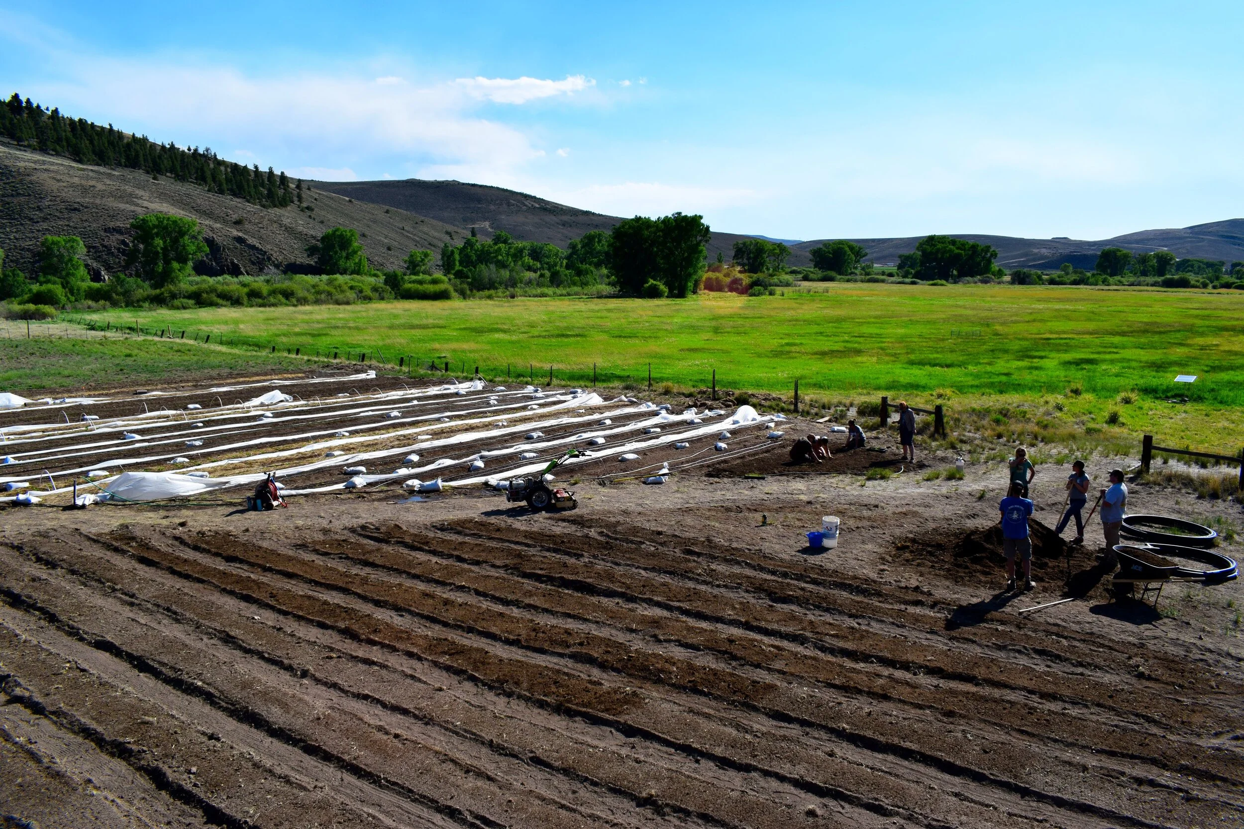 Perennial food forest — Mountain Roots Food Project