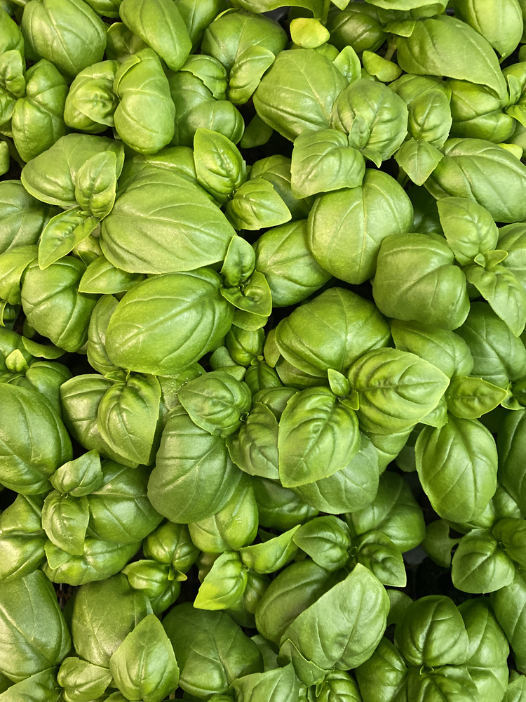 Infinity Greens — Mountain Roots Food Project