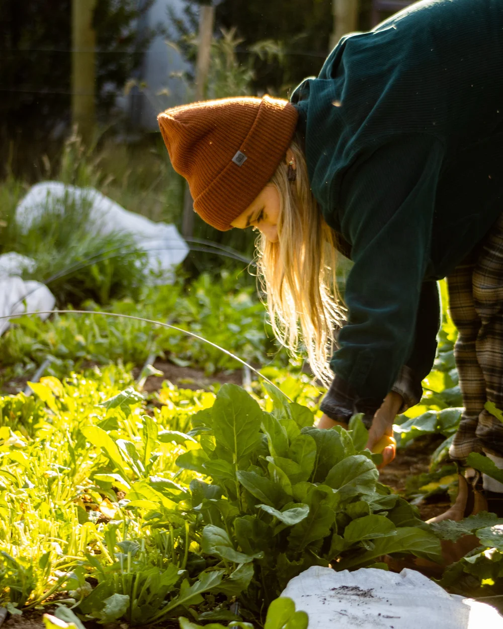 Mountain Roots Food Project