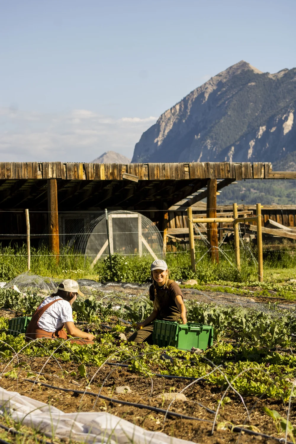 Mountain Roots Food Project